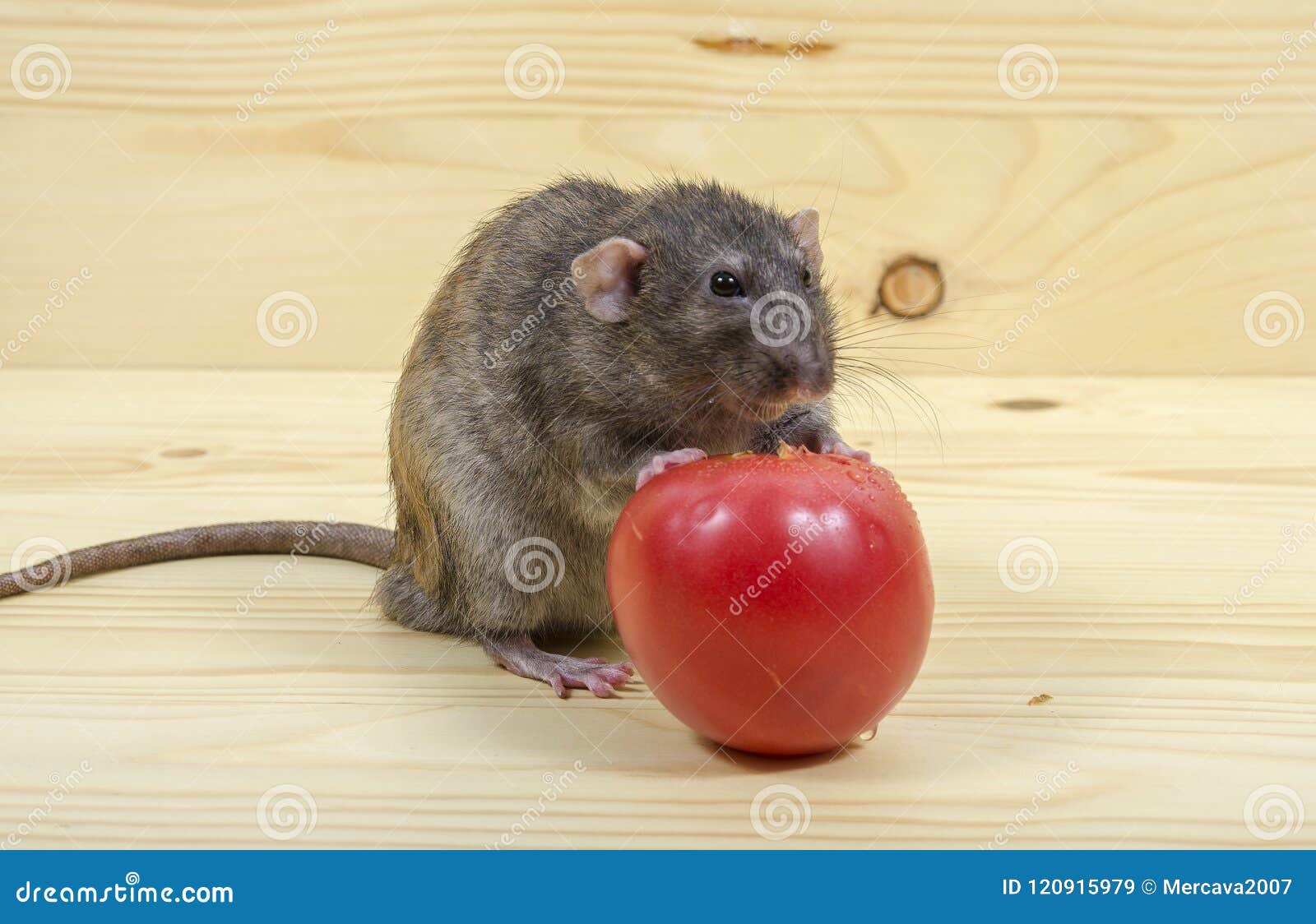 Rat eats a tomato. stock image. Image of wooden, food - 120915979
