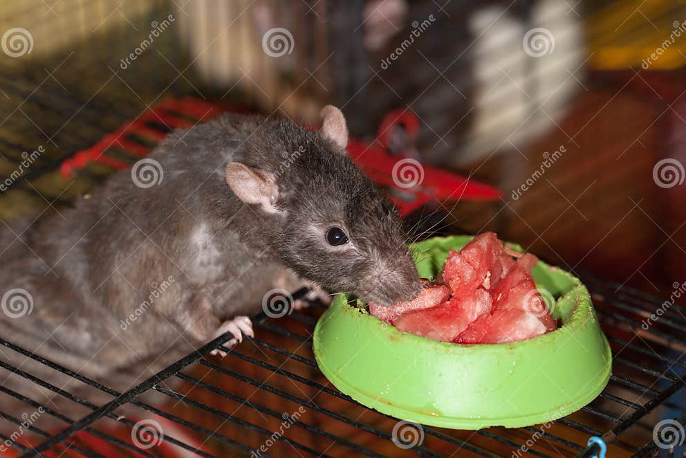 Rat eats a watermelon stock image. Image of berry, cage - 21952319