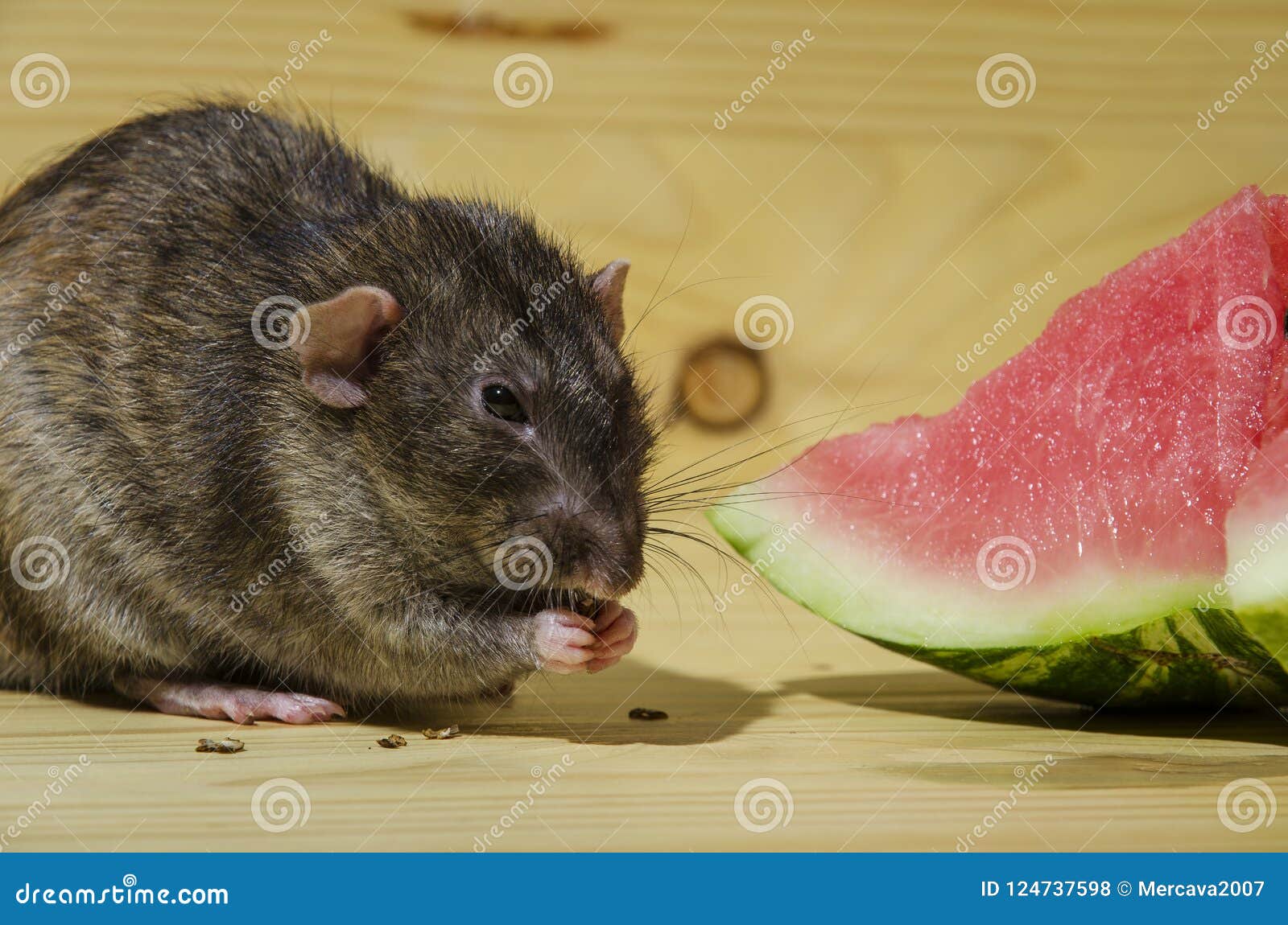 Rat Eats a Watermelon with Seeds. Stock Photo - Image of dessert, juicy ...
