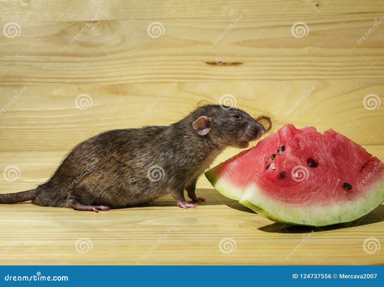 Rat Eats a Watermelon with Seeds. Stock Photo - Image of sweet, summer ...