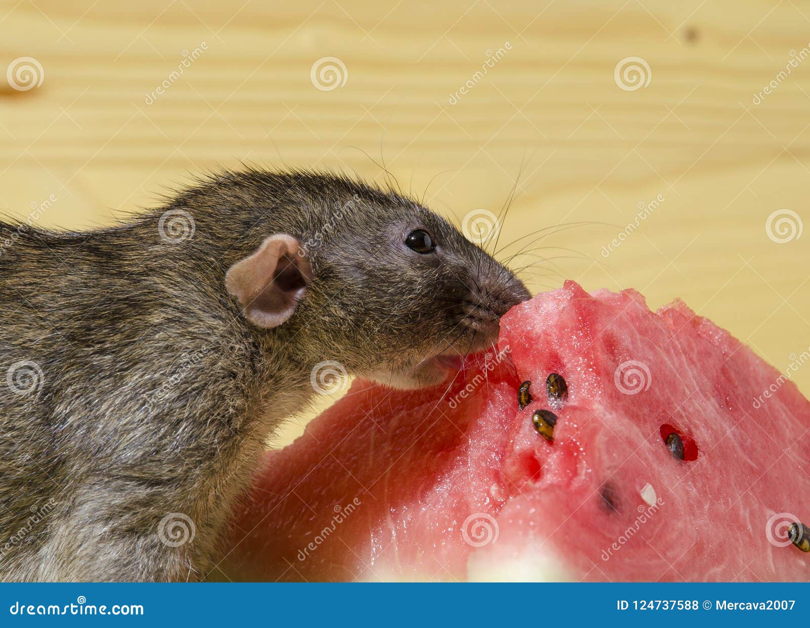Rat Eats a Watermelon with Seeds. Stock Photo - Image of food, animal ...