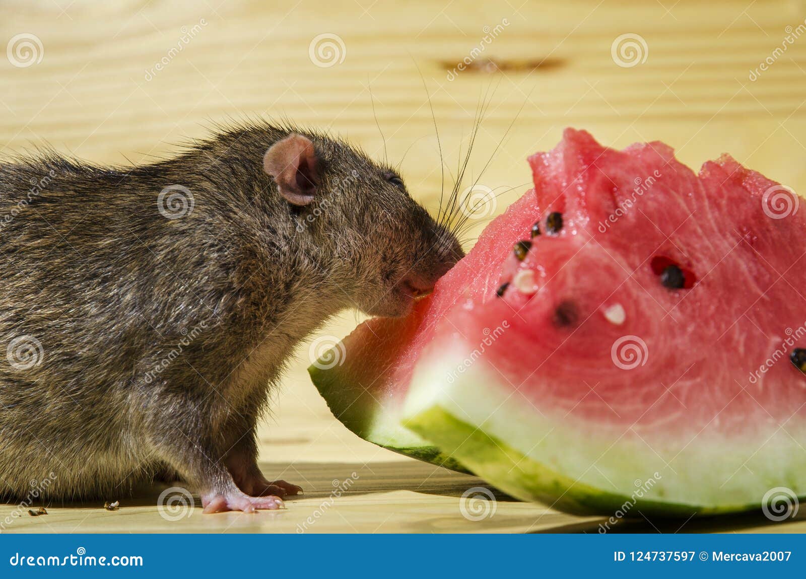 Rat Eats a Watermelon with Seeds. Stock Image - Image of domestic ...