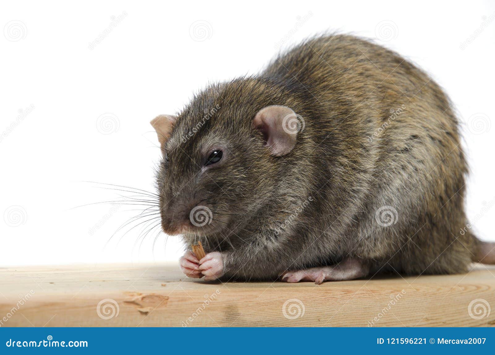 Rat eats wood. stock image. Image of nature, animal - 121596221