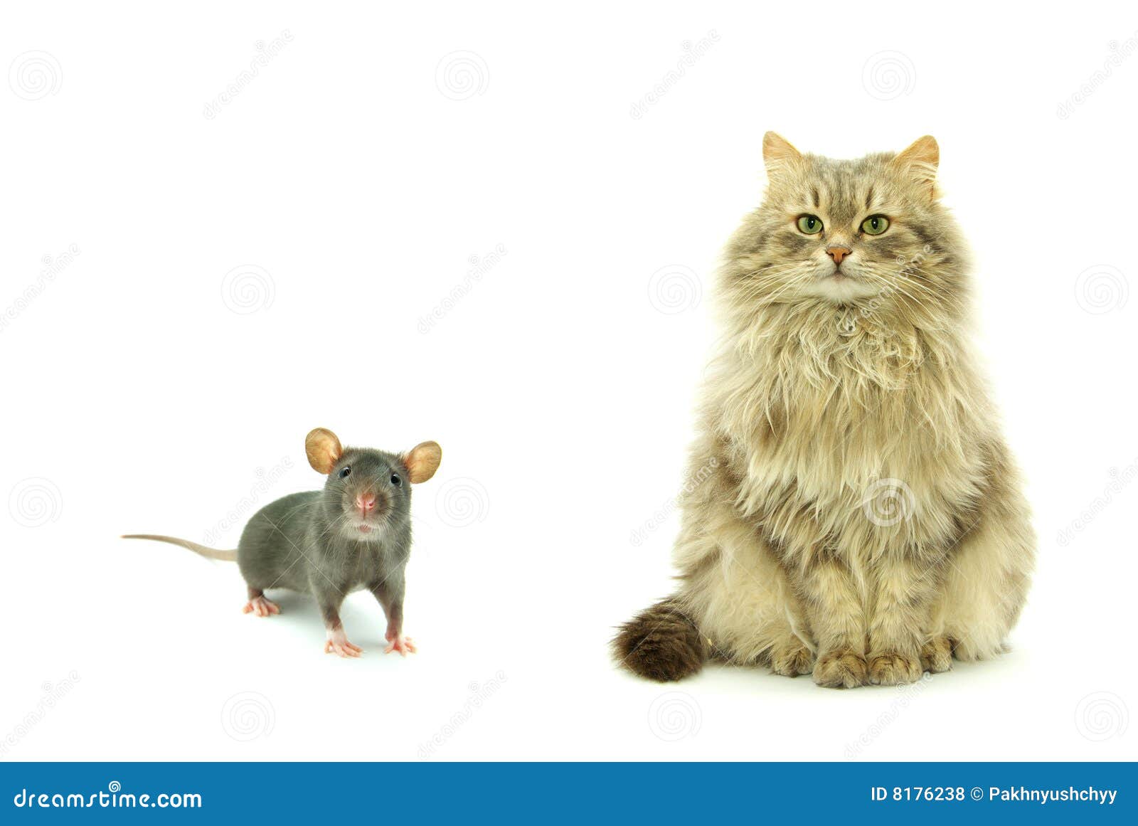 Rat en kat stock foto. Image of schepsel, gewervelde, binnenlands - 8176238