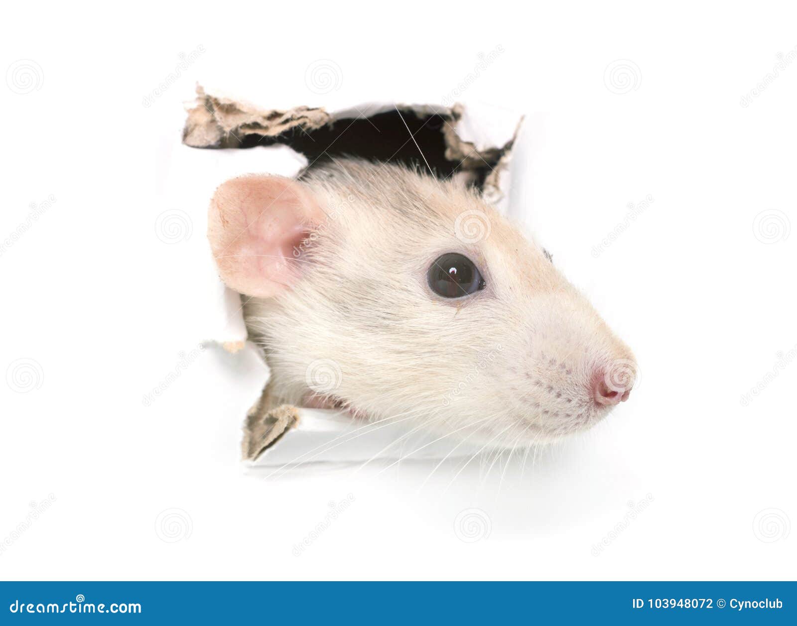 Rat en trou photo stock. Image du souris, fond, rayé - 103948072