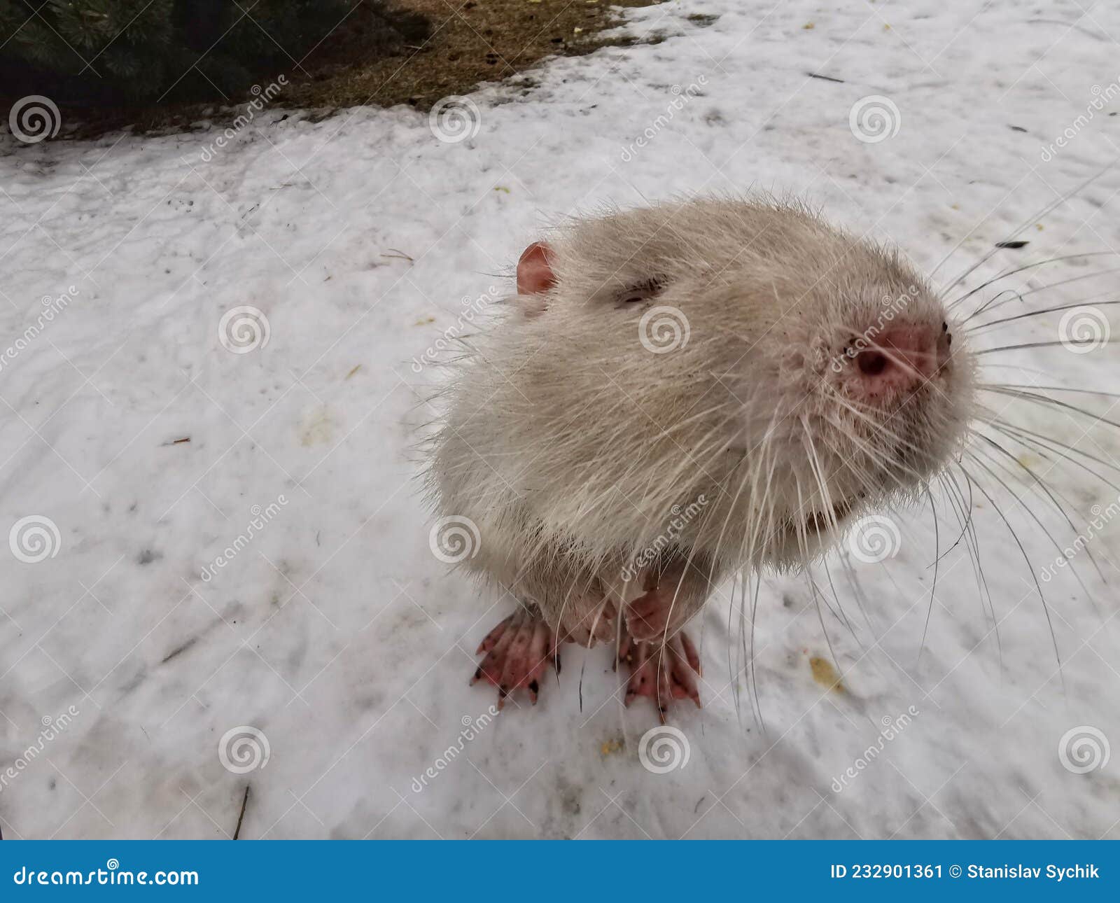 Rat face close up stock image. Image of chipmunk, winter - 232901361