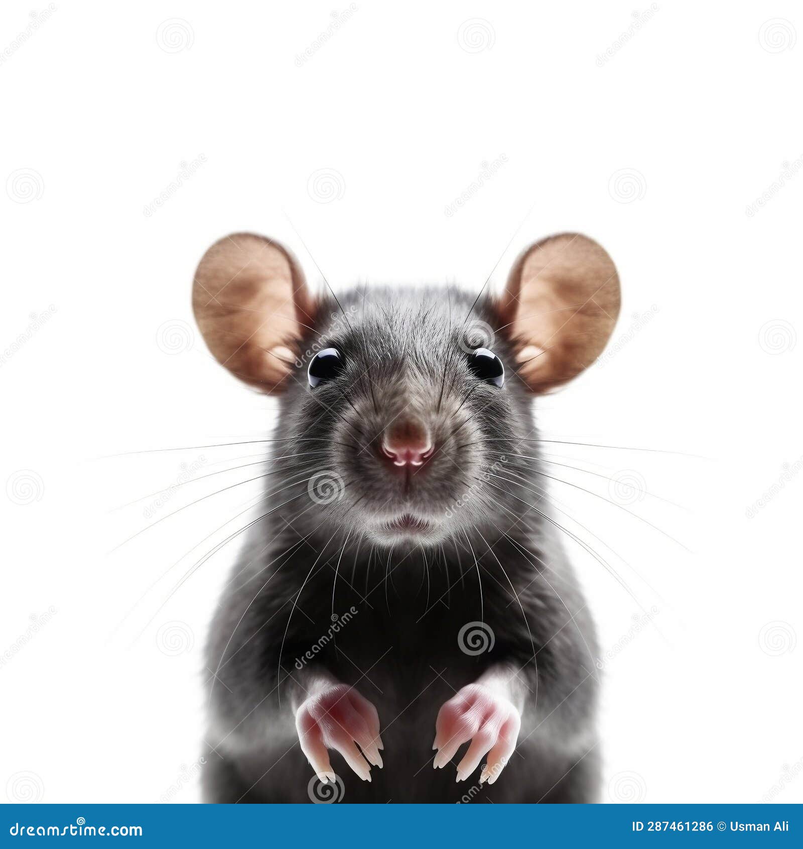 Rat Face on White Background. AI Stock Illustration - Illustration of ...