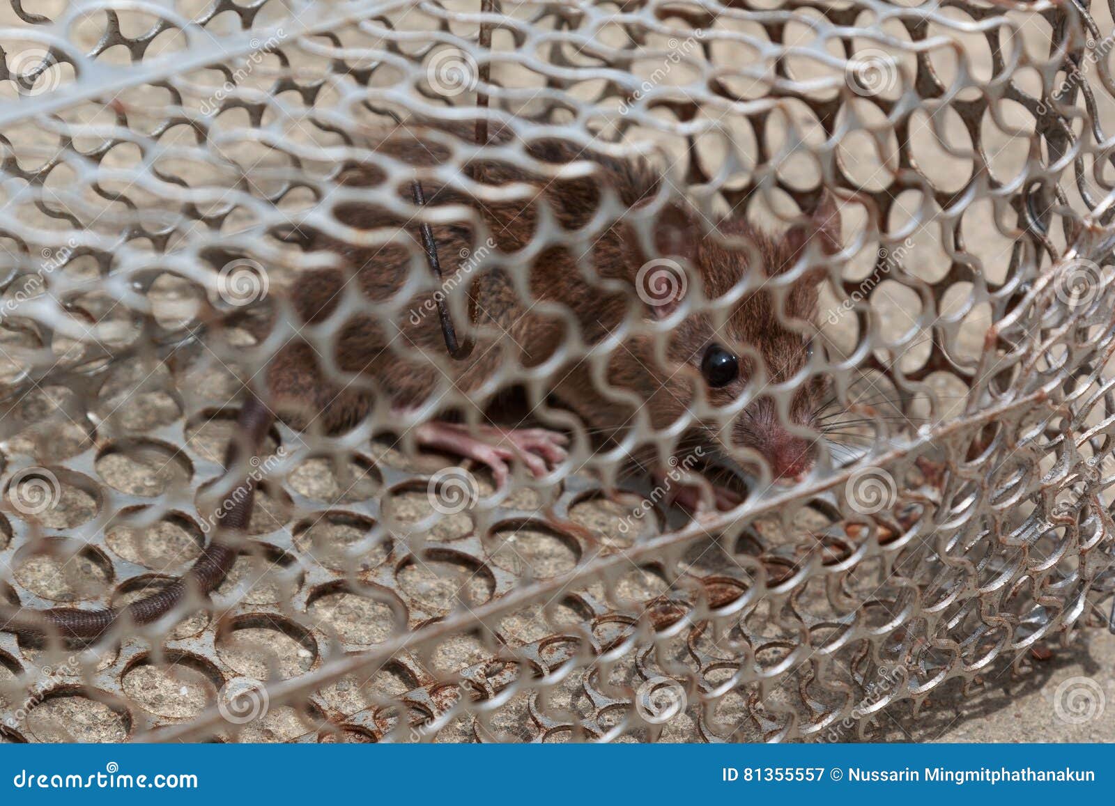Rat with fear in the cage. stock image. Image of rodent - 81355557