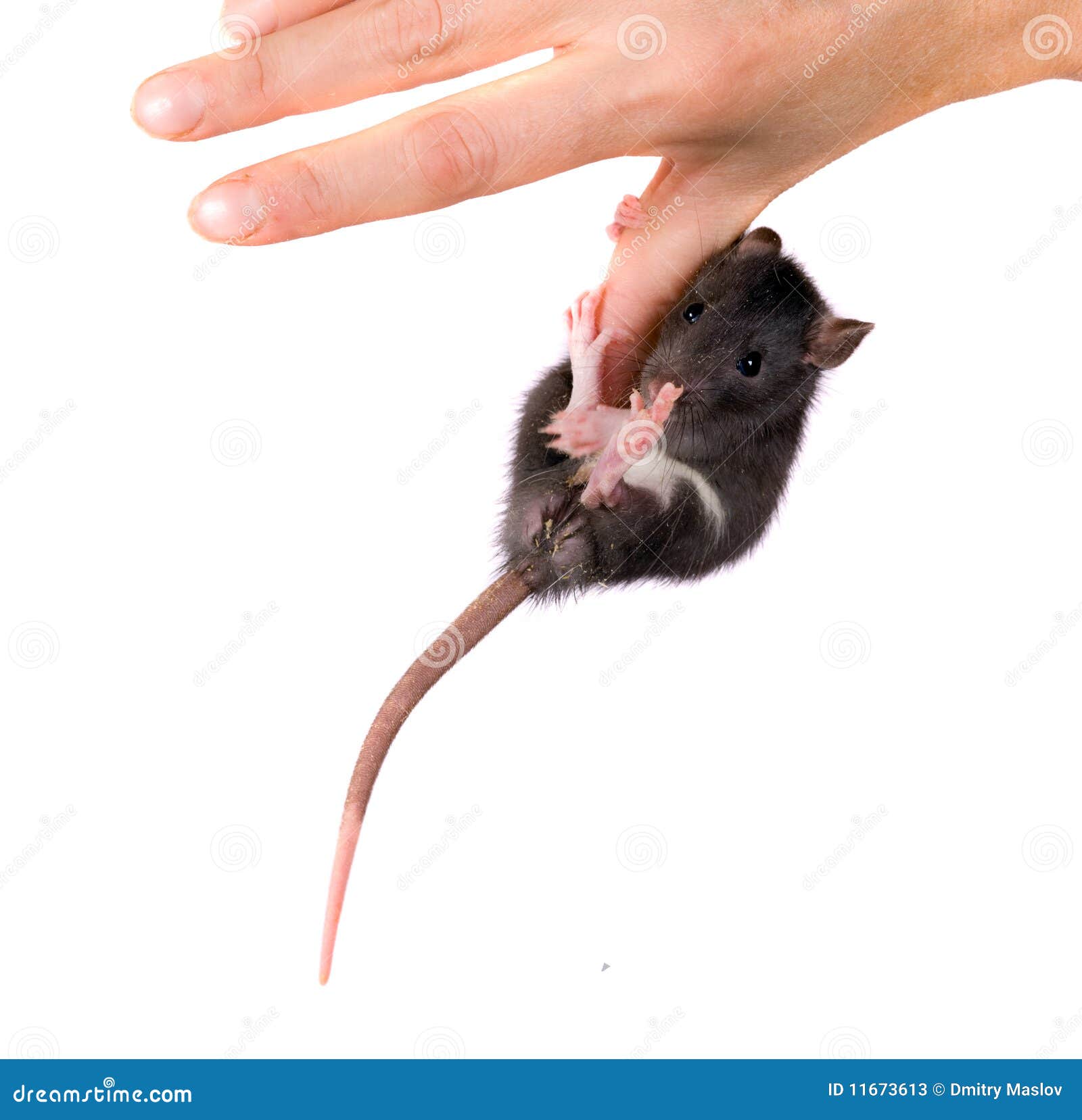 Rat on a finger stock image. Image of isolated, animals - 11673613
