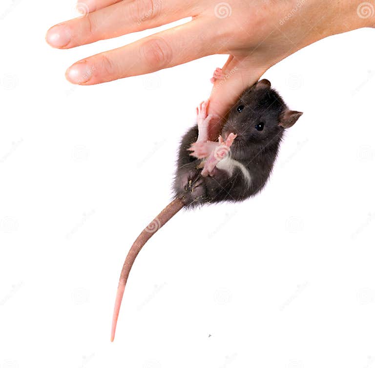 Rat on a finger stock image. Image of isolated, animals - 11673613