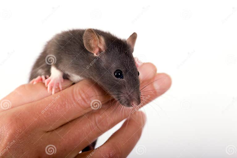 The Rat on the fingers stock photo. Image of human, domestic - 7176624