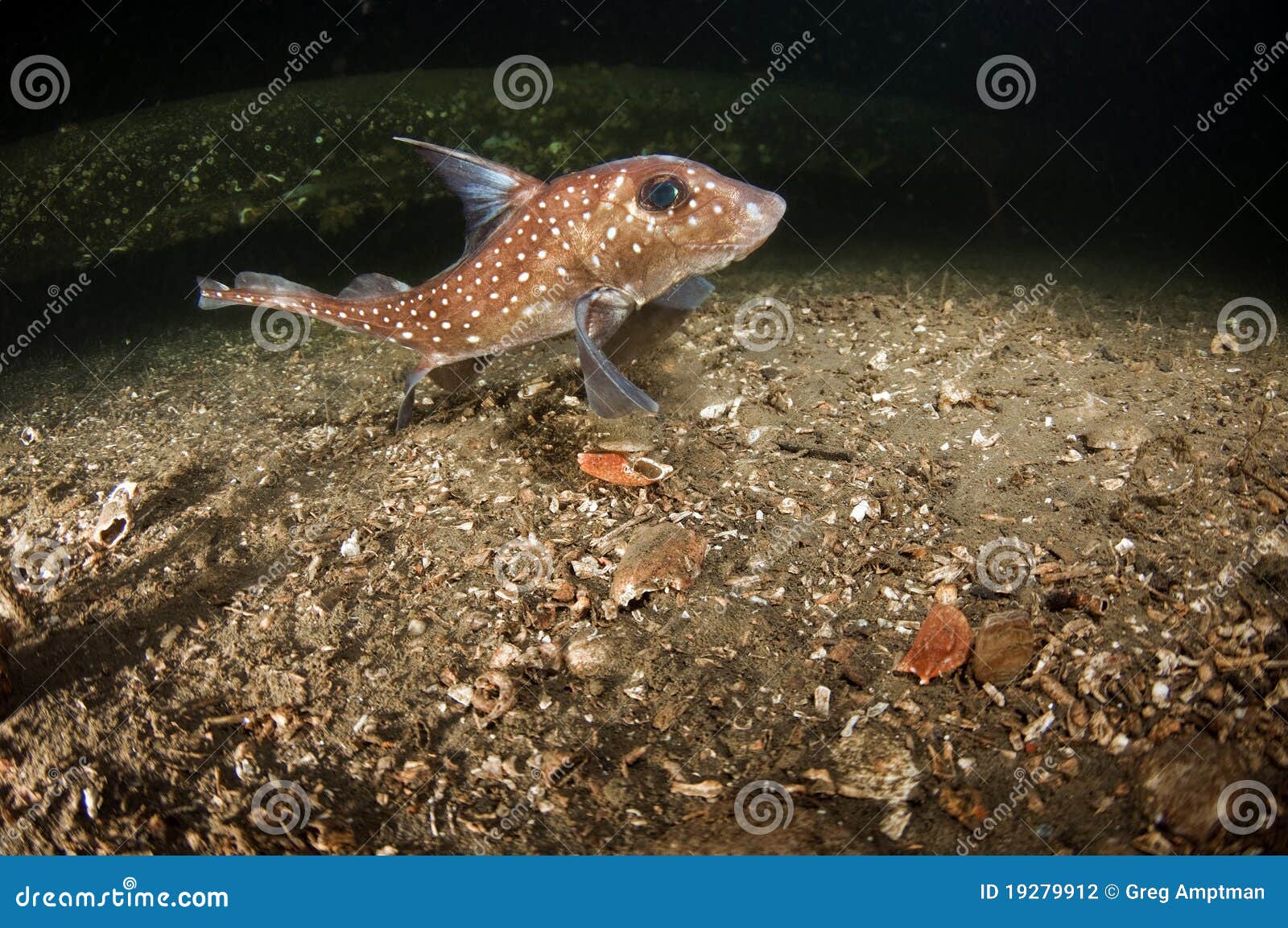 Rat Fish stock photo. Image of cold, sound, life, reef - 19279912