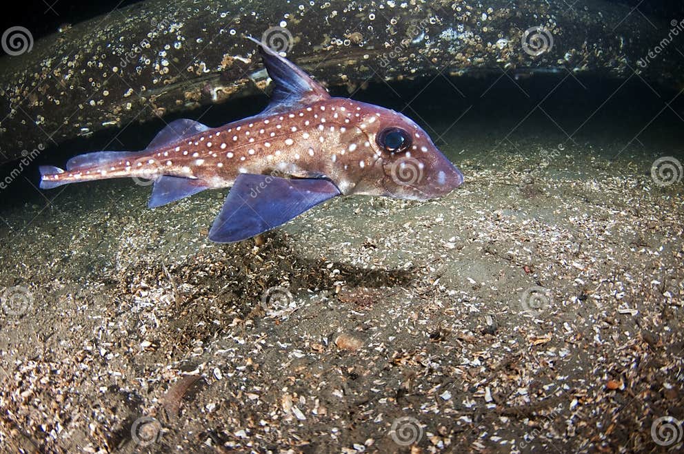 Rat Fish stock photo. Image of wild, animal, cold, wildlife - 19279930