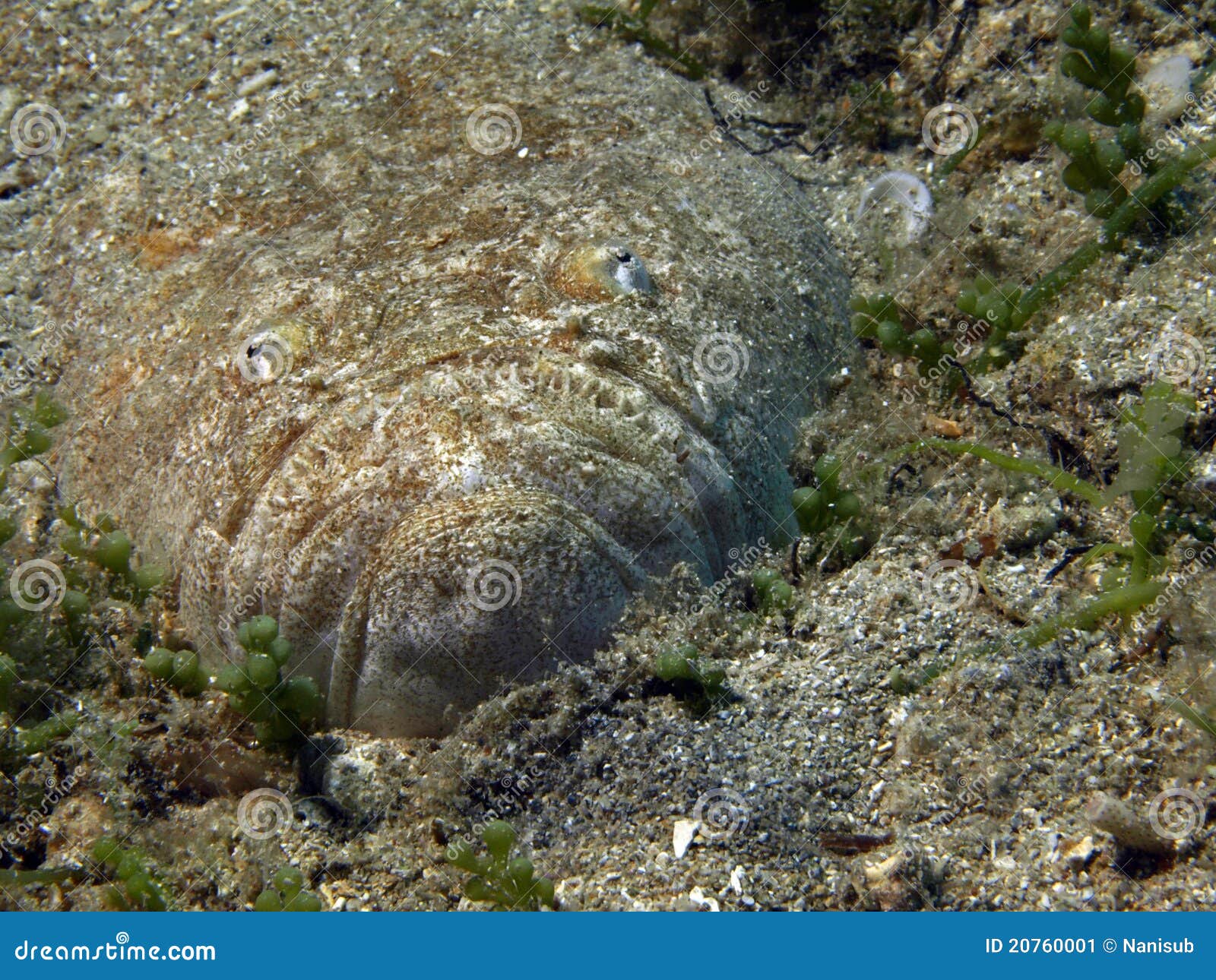Rat fish stock image. Image of algae, alicante, diving - 20760001