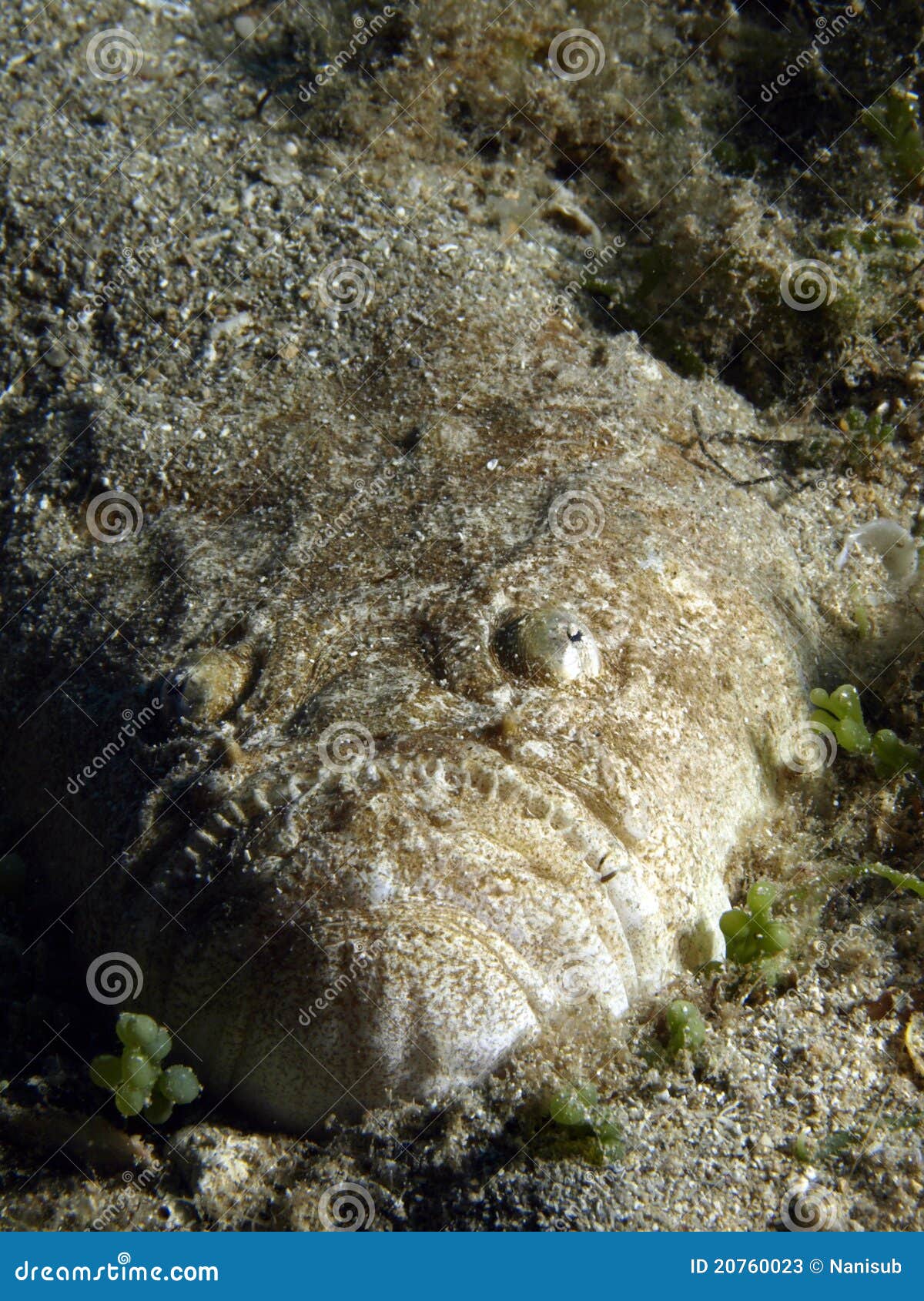 Rat fish stock image. Image of escaber, mediterranean - 20760023