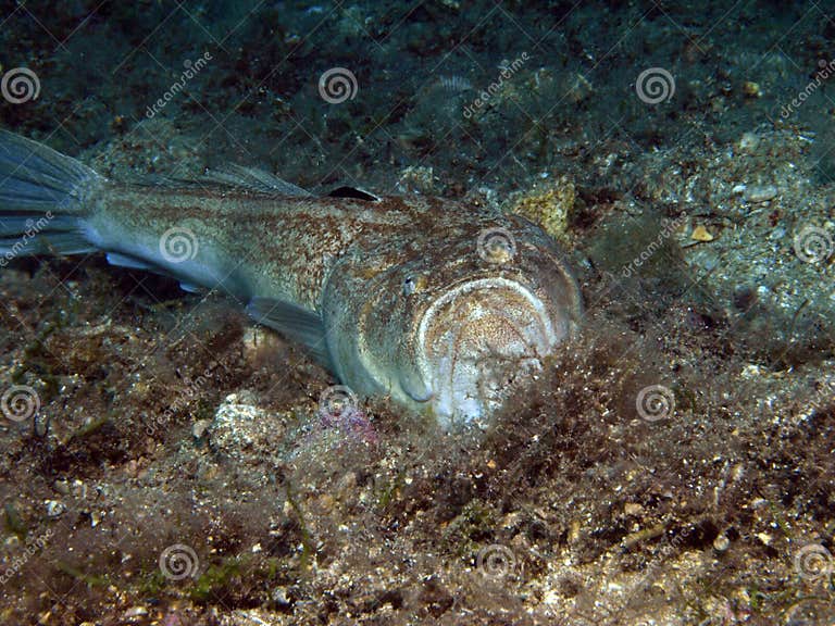 Rat fish stock image. Image of benidorm, ugly, mediterranean - 20760073