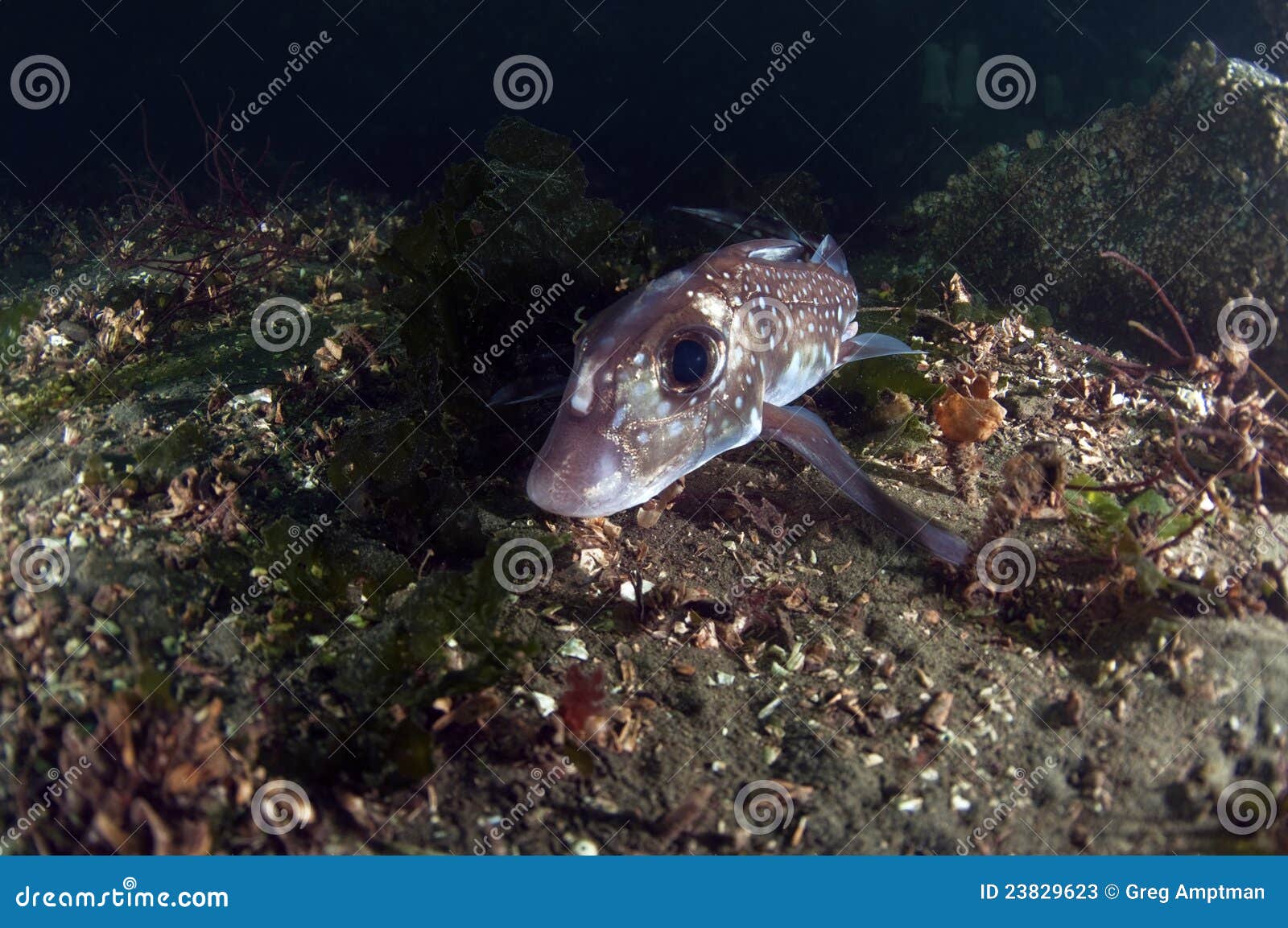 Rat Fish stock image. Image of rocks, underwater, wild - 23829623