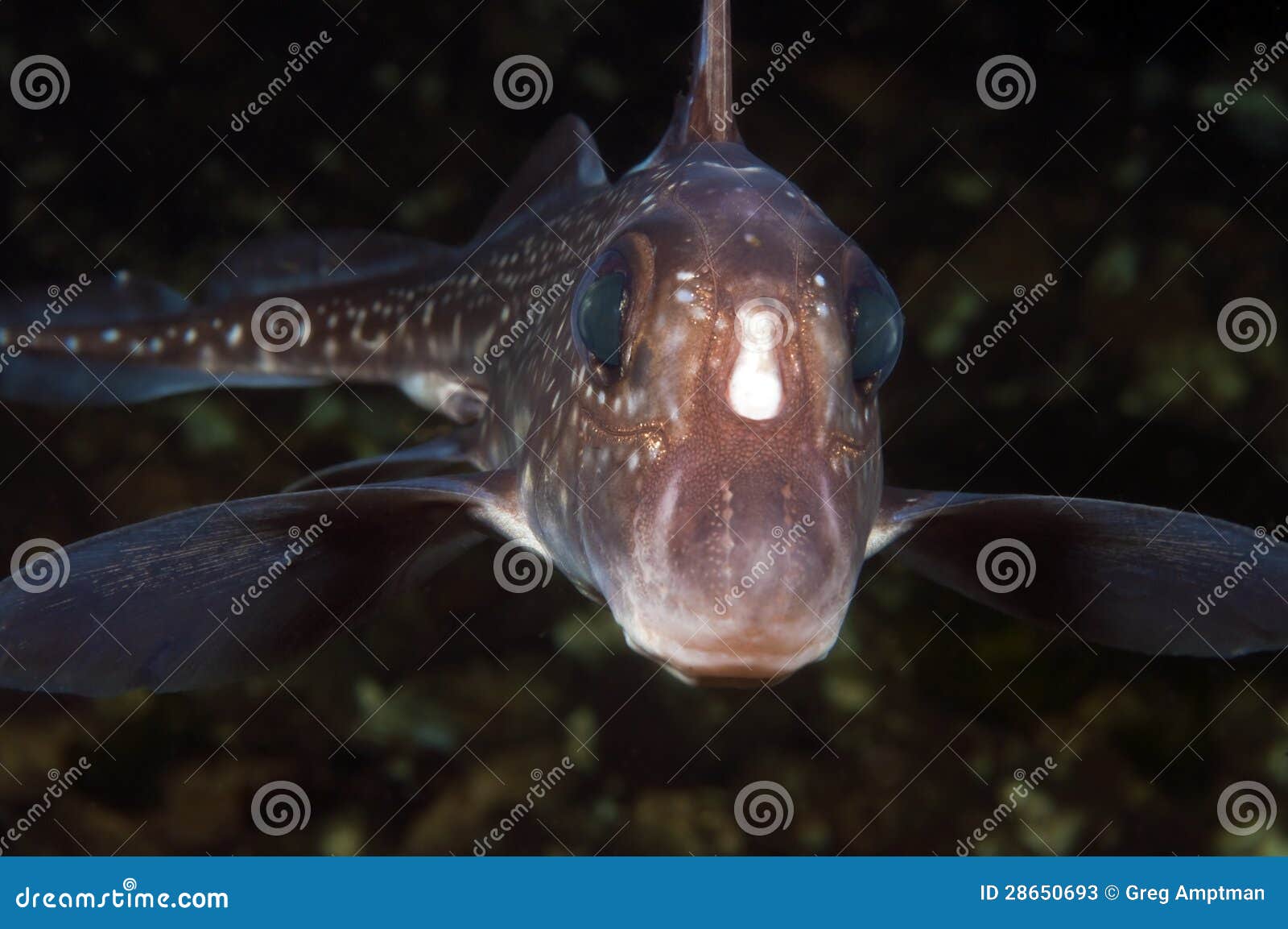 Rat Fish stock image. Image of creature, marine, animal - 28650693