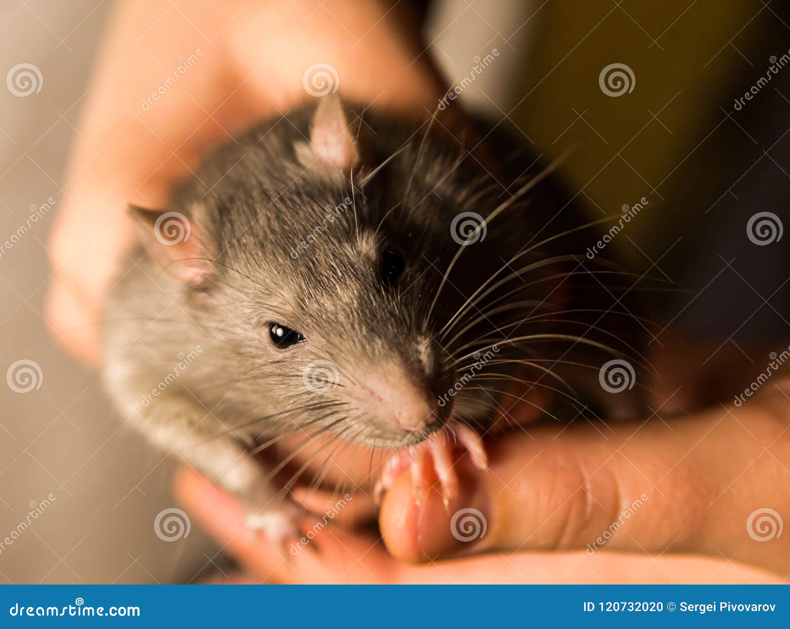 Rat Fluffy Gray Looking Cautiously Sitting In Hands Holding On To ...