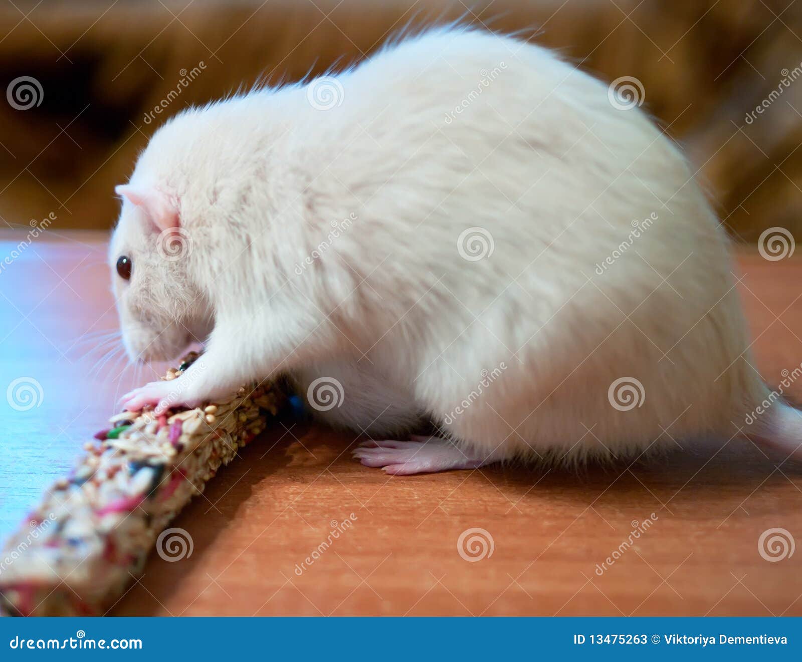 Rat with food stock image. Image of hidden, white, light - 13475263