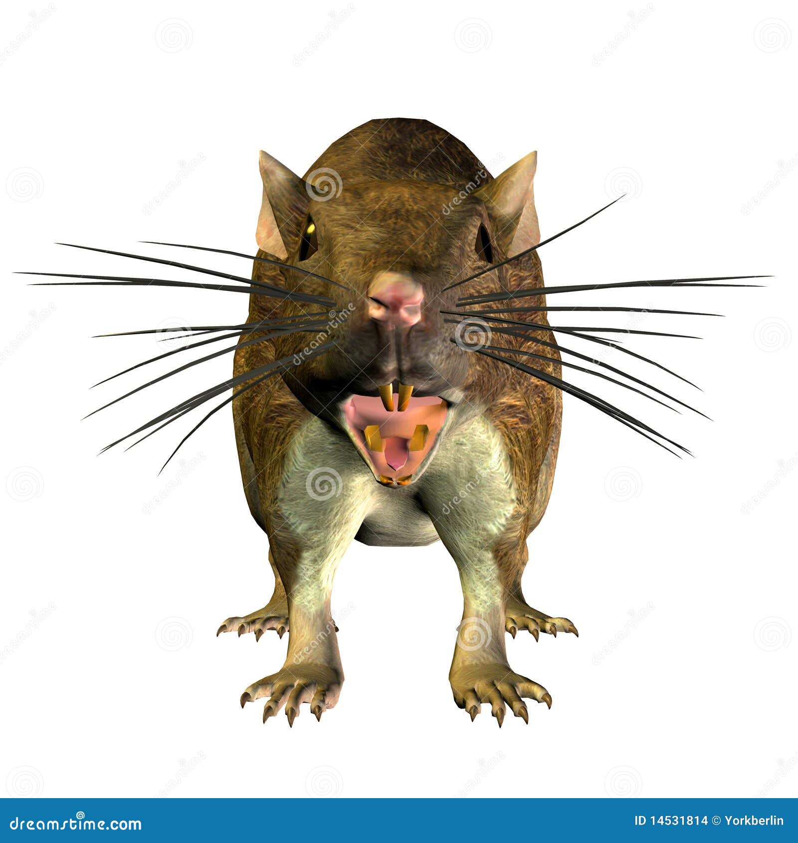 Rat from the front stock illustration. Illustration of wildlife - 14531814