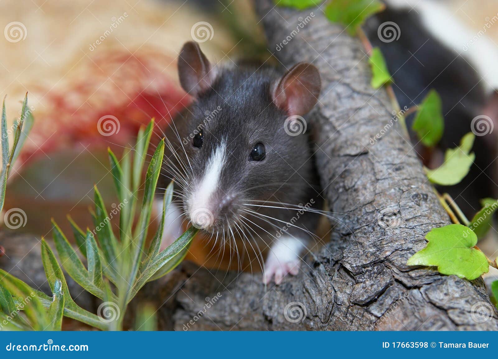 Rat in garden stock photo. Image of black, whisker, cute - 17663598