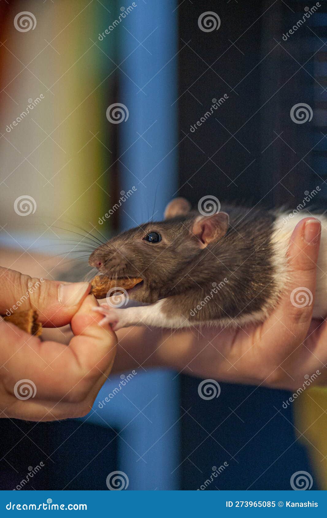 Rat Getting a Snack from Human Owner, Hand Fed Rat Stock Image - Image ...