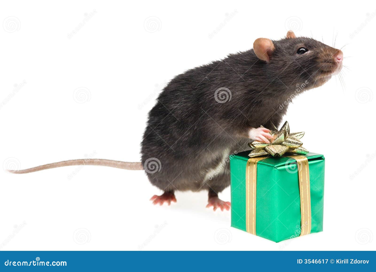 Rat and a gift stock image. Image of mammal, claus, santa - 3546617