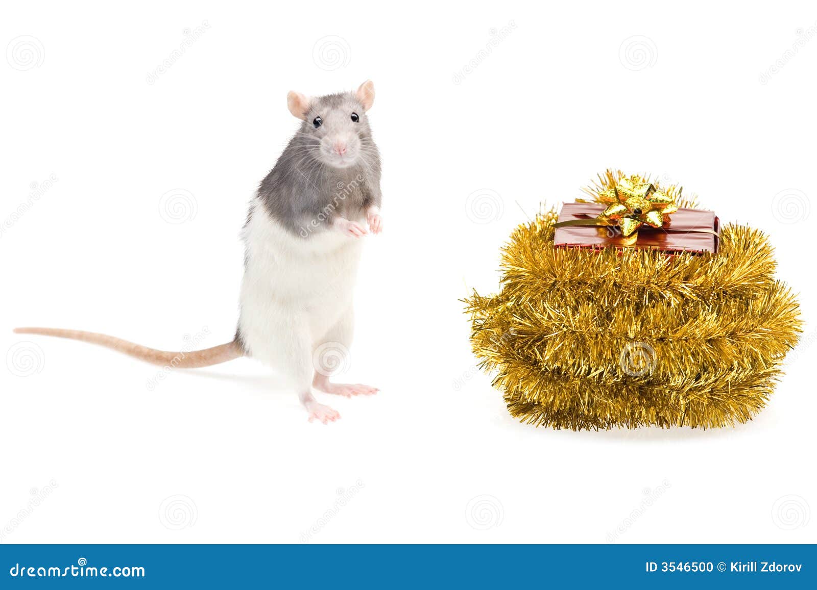 Rat And Gift Box Stock Photo - Image: 3546500