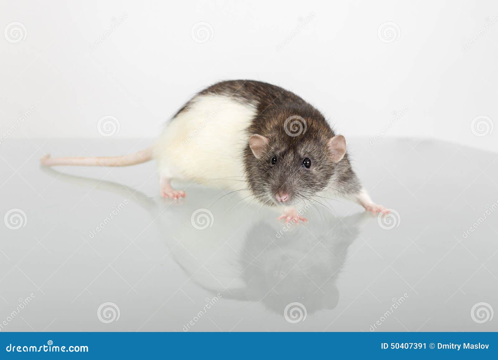 Rat on glass stock image. Image of white, brown, studio - 50407391