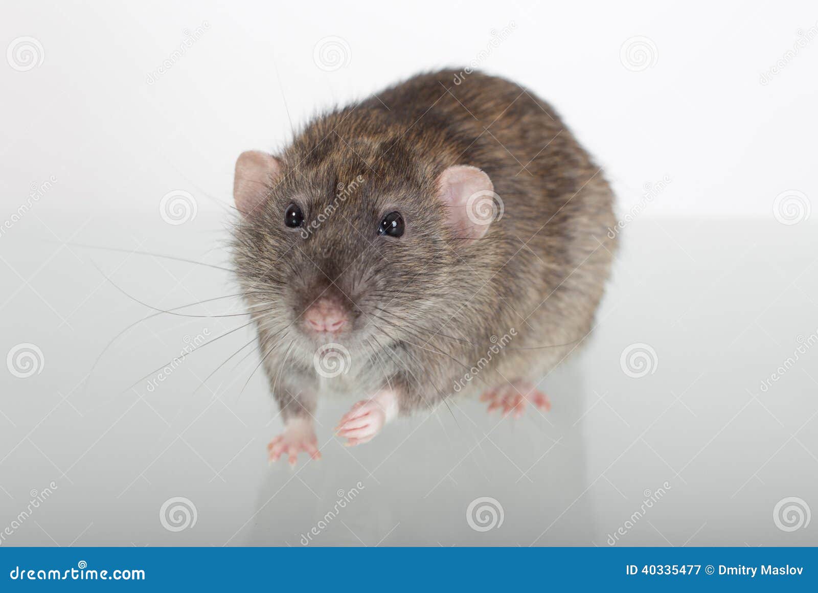 Rat on a glass table stock image. Image of pets, rodent - 40335477