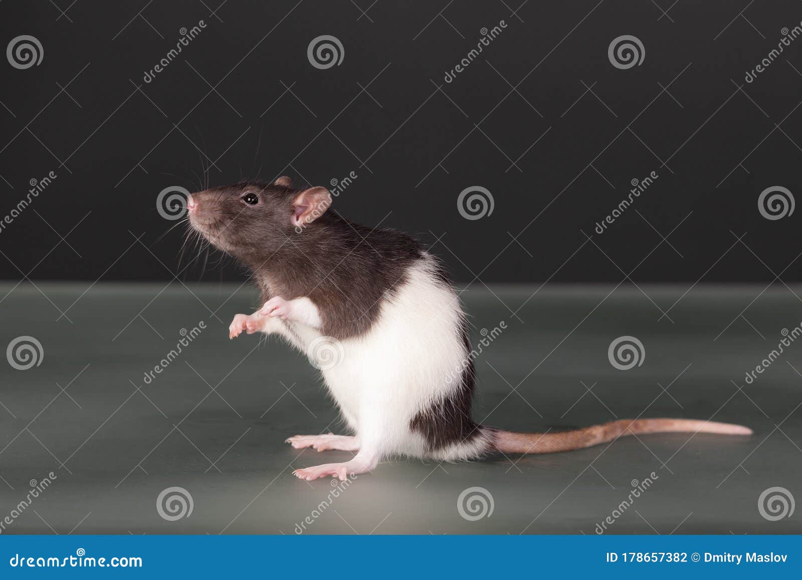 Rat on a glass table stock photo. Image of pets, fluffy - 178657382