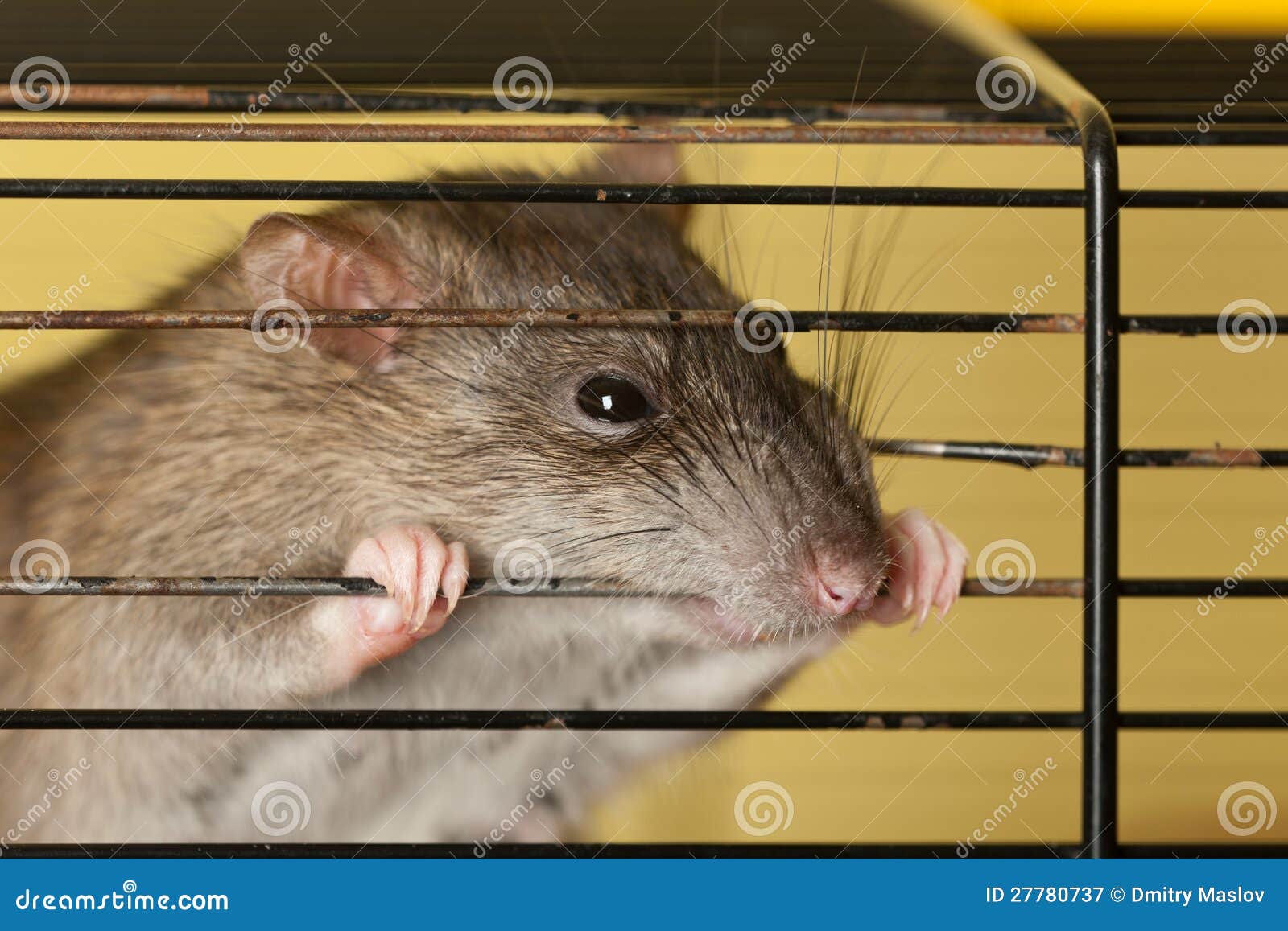 Rat gnawing cage stock image. Image of claws, domestic - 27780737