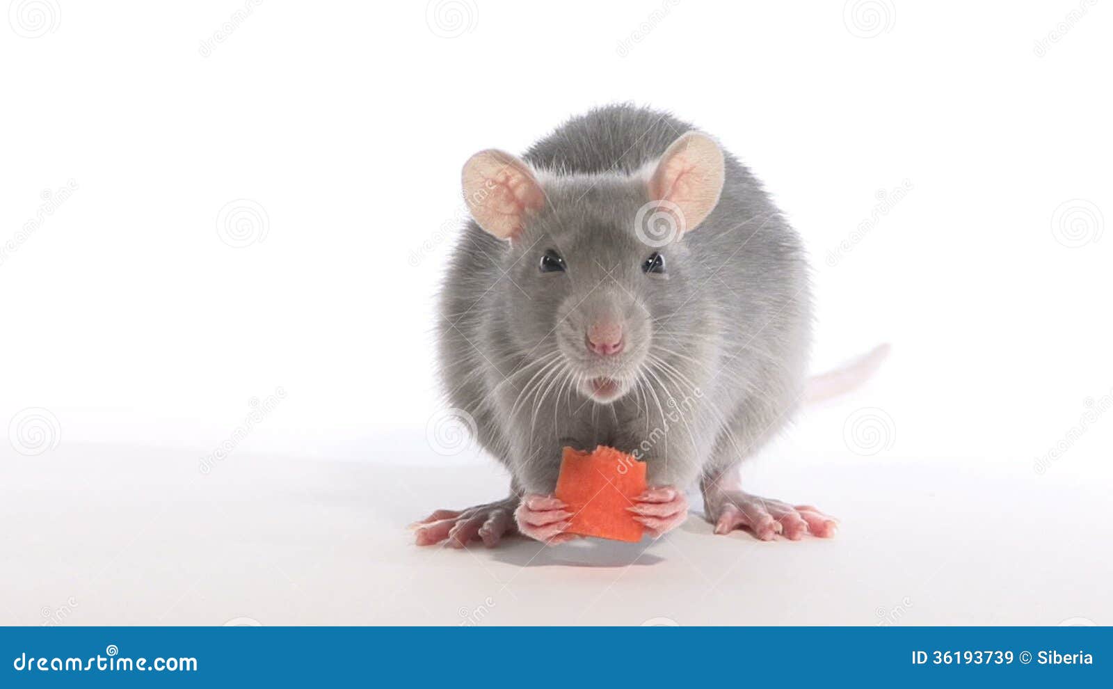 Rat Gnawing Carrots stock video footage. Video of domestic - 36193739