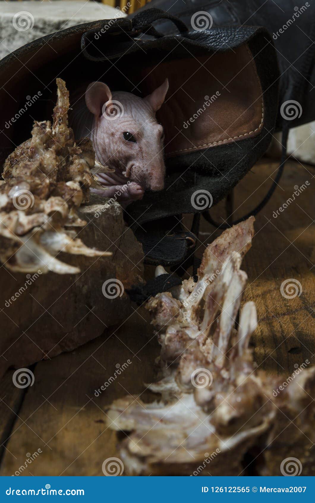 Rat gnaws bone. stock image. Image of domestic, bone - 126122565