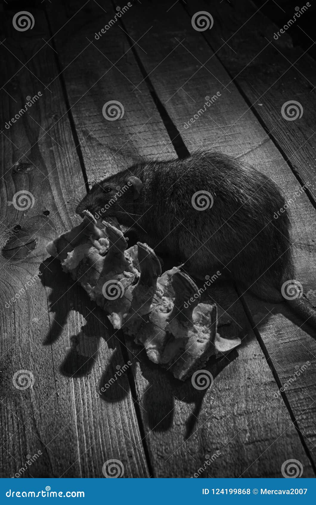 Rat gnaws bone. stock photo. Image of wildlife, mammal - 124199868