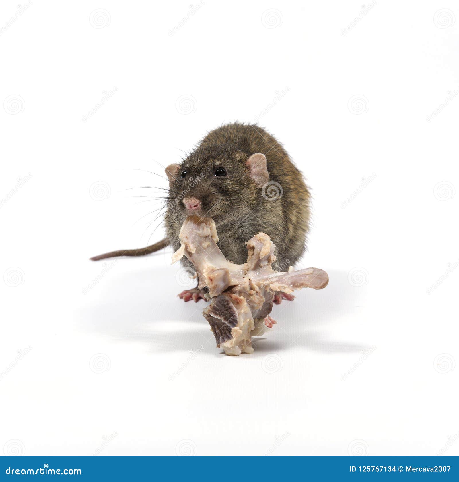 Rat gnaws bone. stock photo. Image of gnaw, wildlife - 125767134