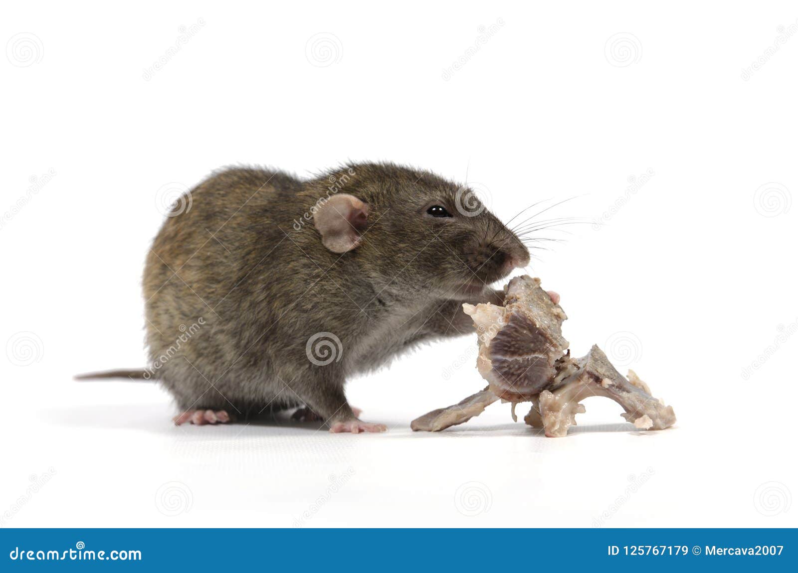 Rat gnaws bone. stock image. Image of animal, gnaw, white - 125767179