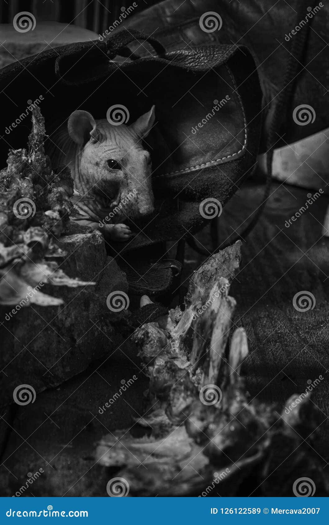 Rat gnaws bone. stock image. Image of gnaw, animal, white - 126122589