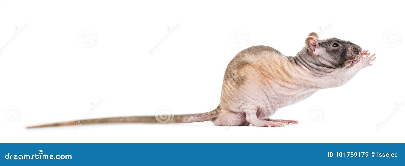 Rat grabbing something, stock image. Image of view, studio - 101759179