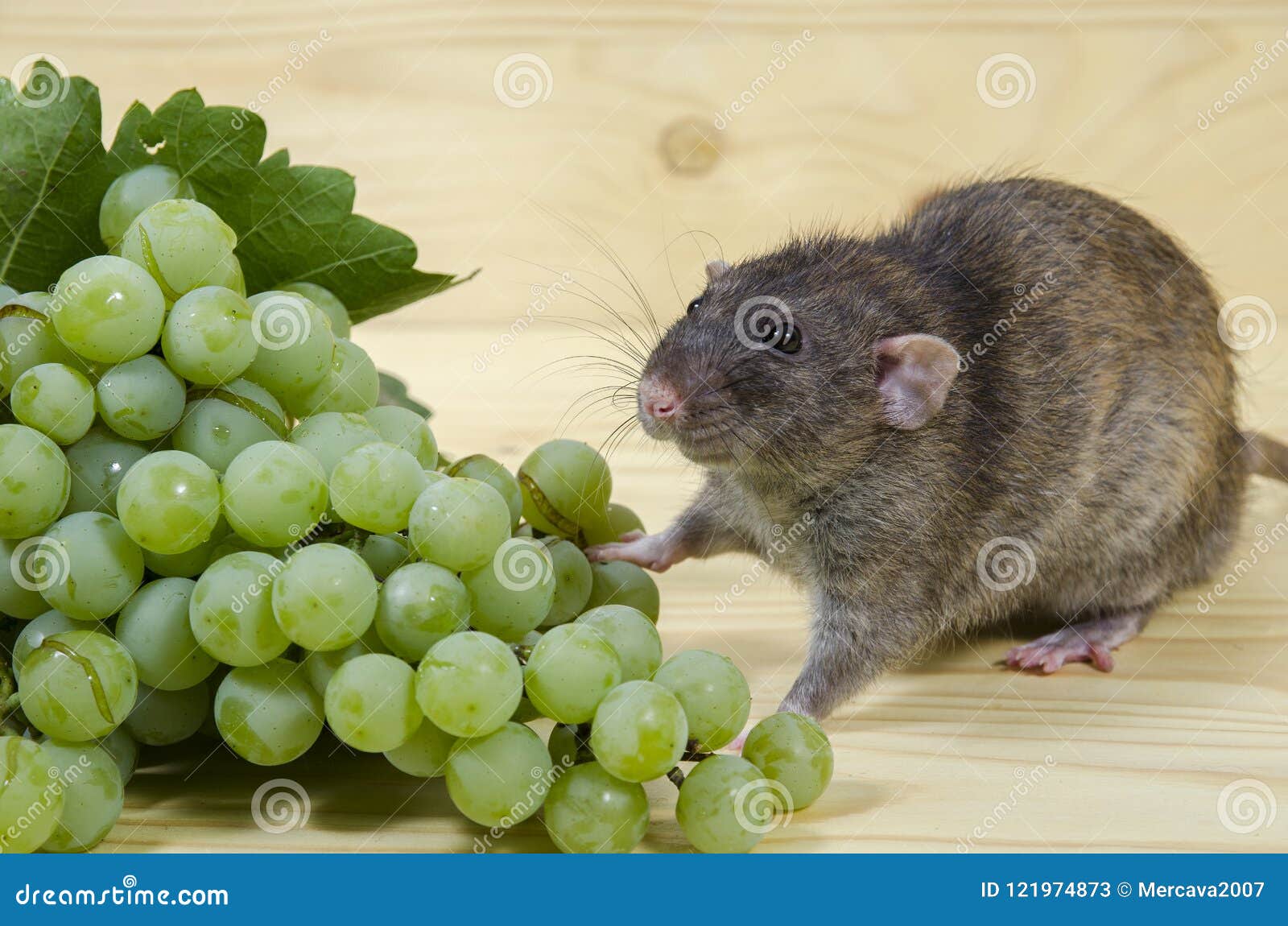 Rat and grapes. stock image. Image of food, green, animals - 121974873