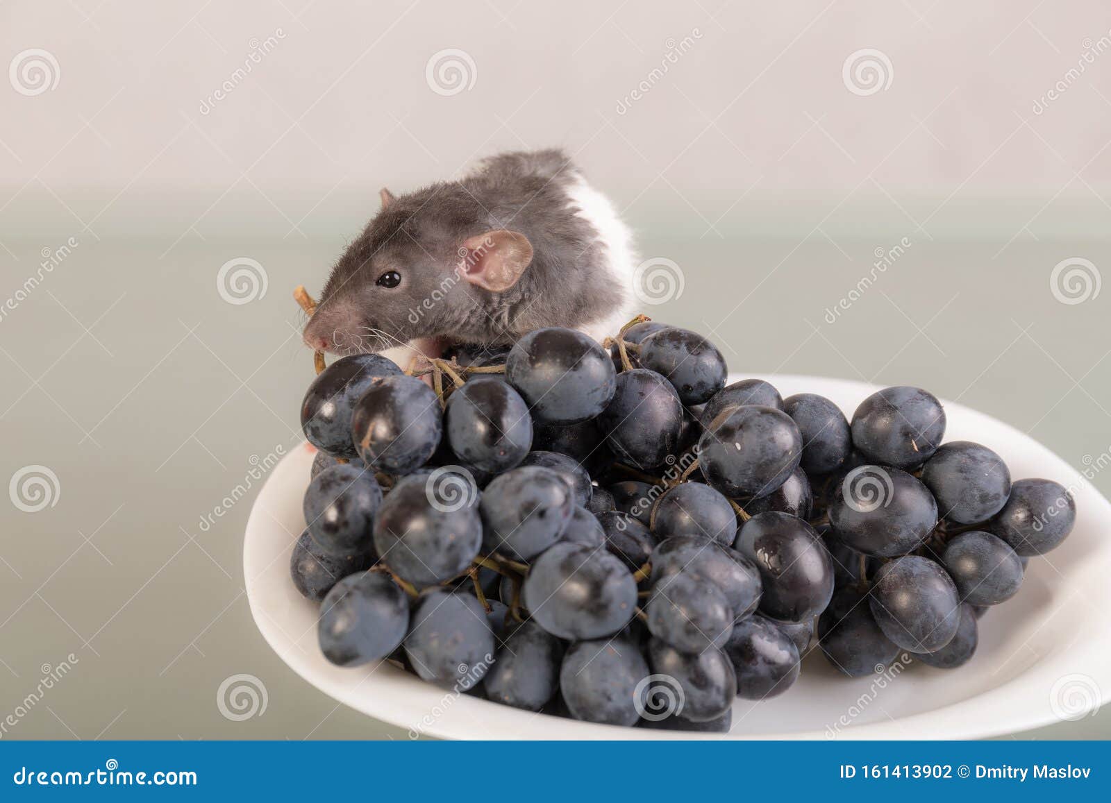 Rat with grapes stock photo. Image of refreshment, juicy - 161413902
