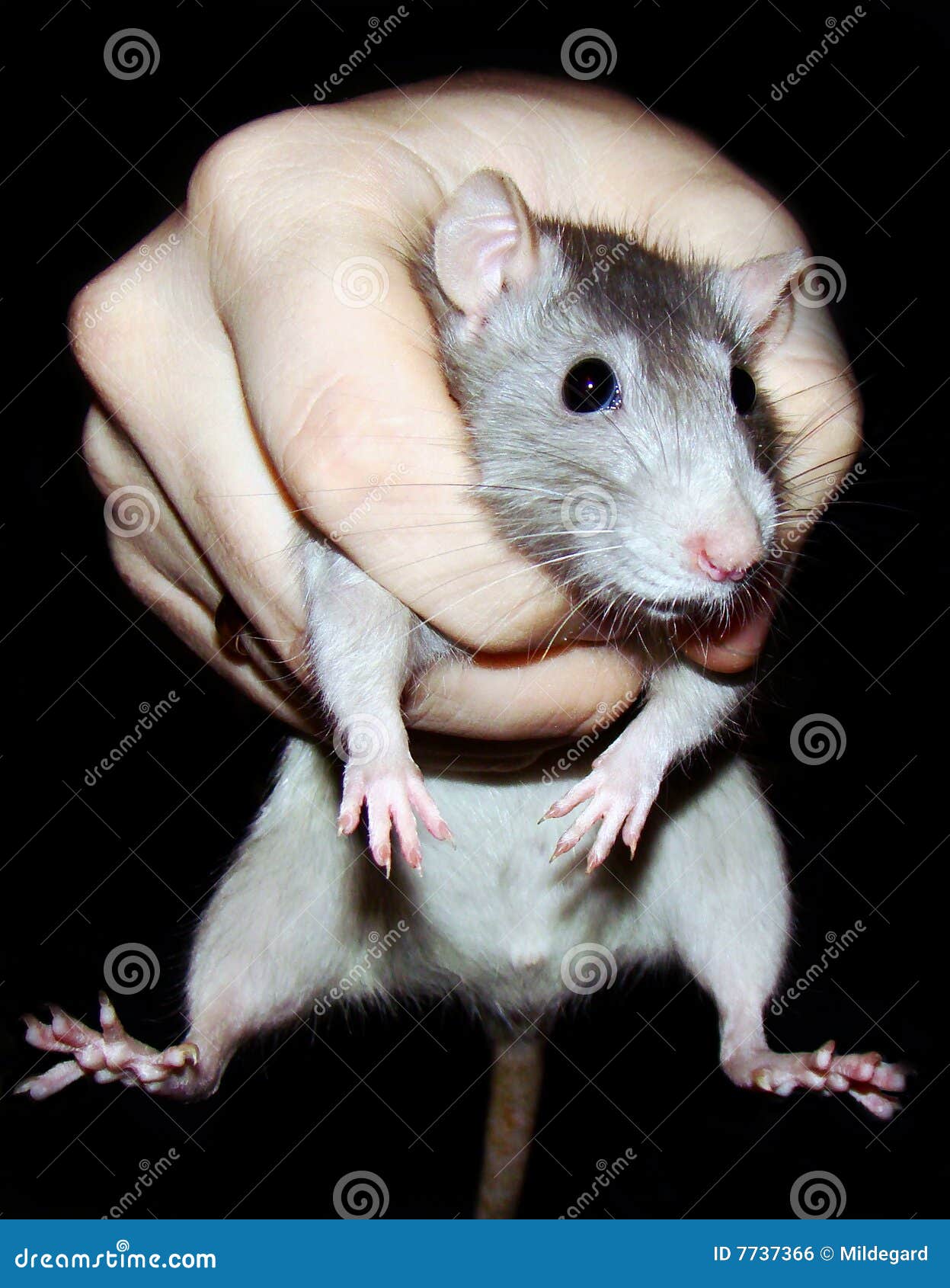 Rat in a grasp stock photo. Image of isolated, furry, rodent - 7737366