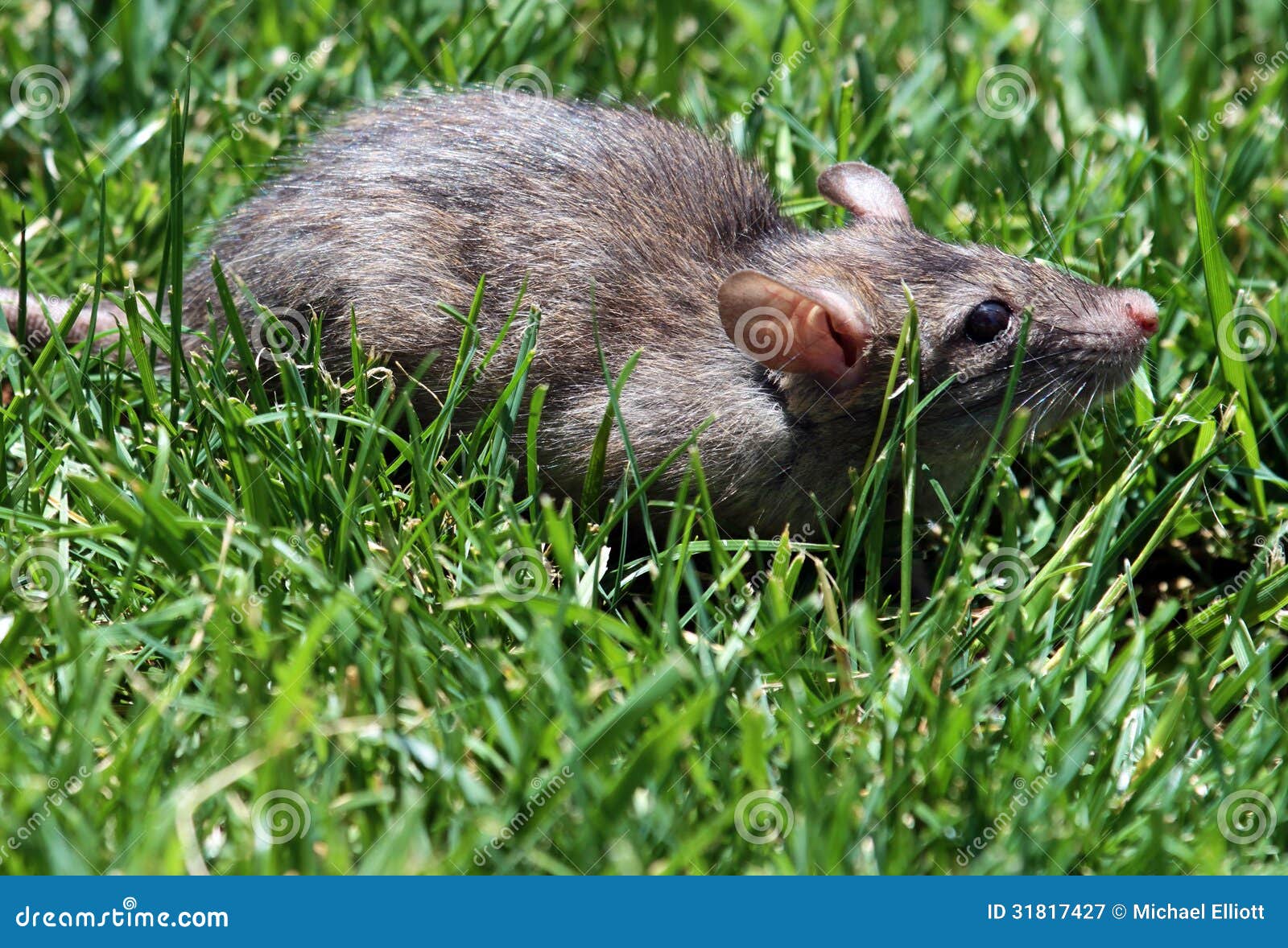 Rat Picture. Image: 31817427