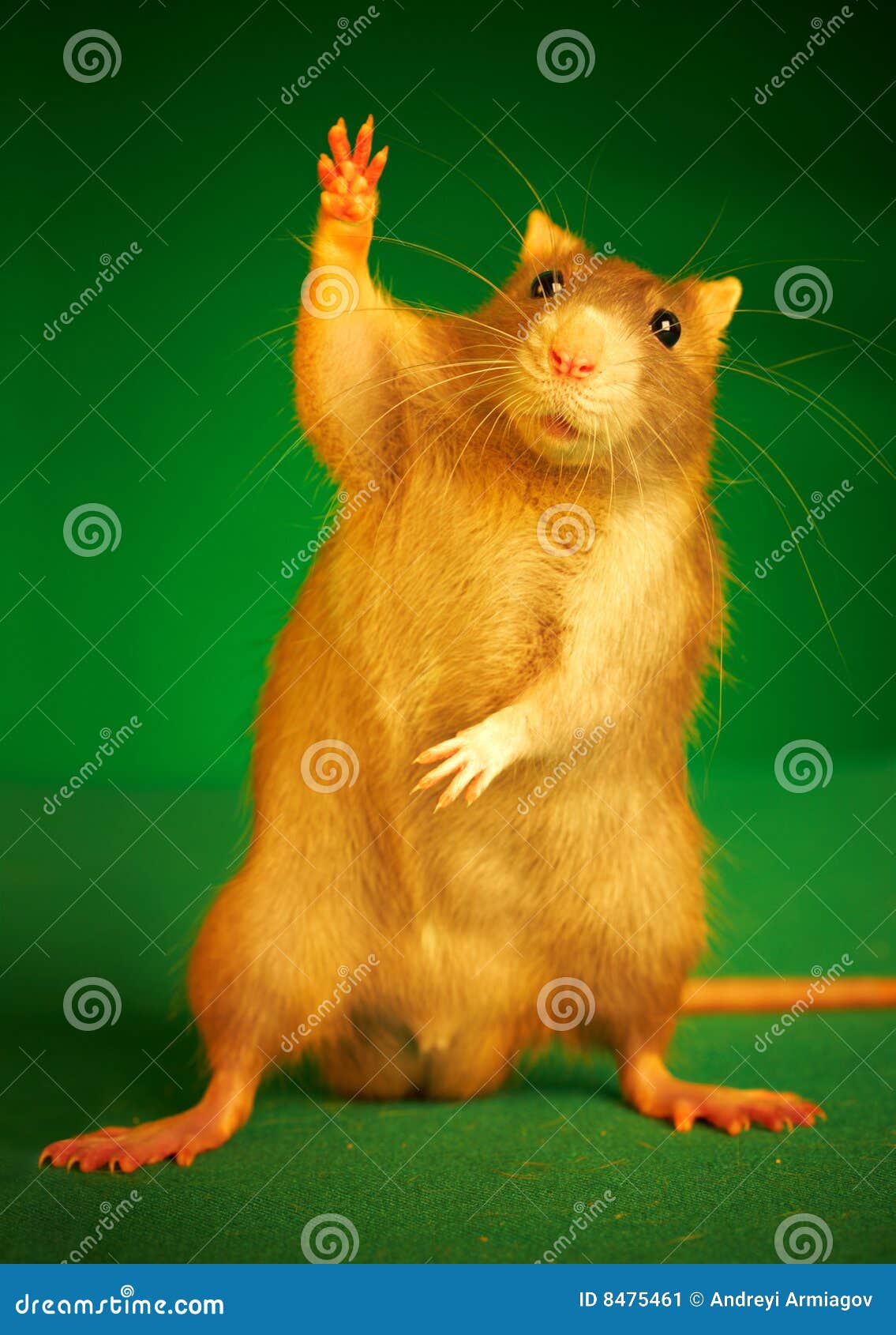 Rat on a green background stock image. Image of stand - 8475461