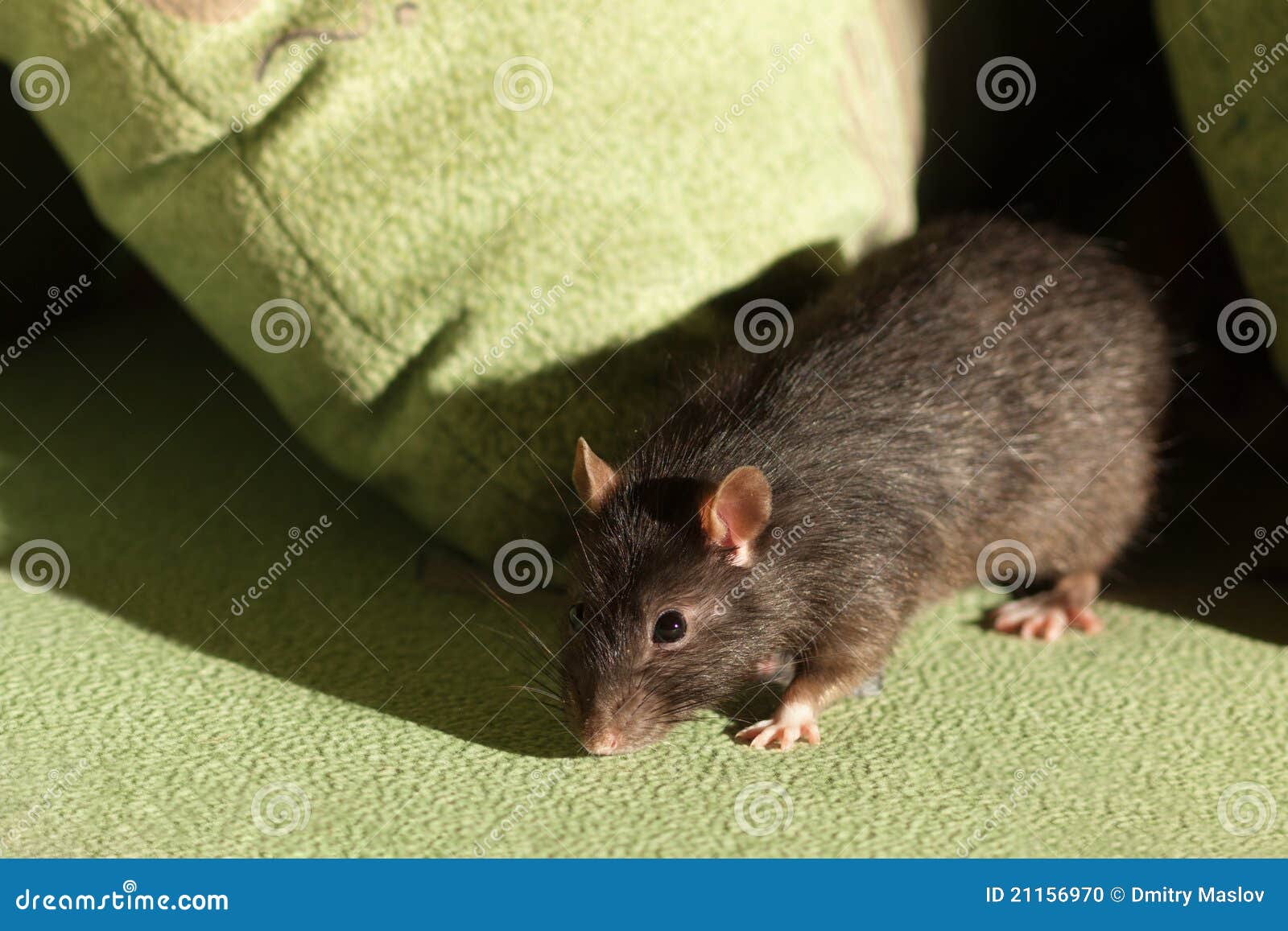 Rat on a green sofa stock photo. Image of close, green - 21156970