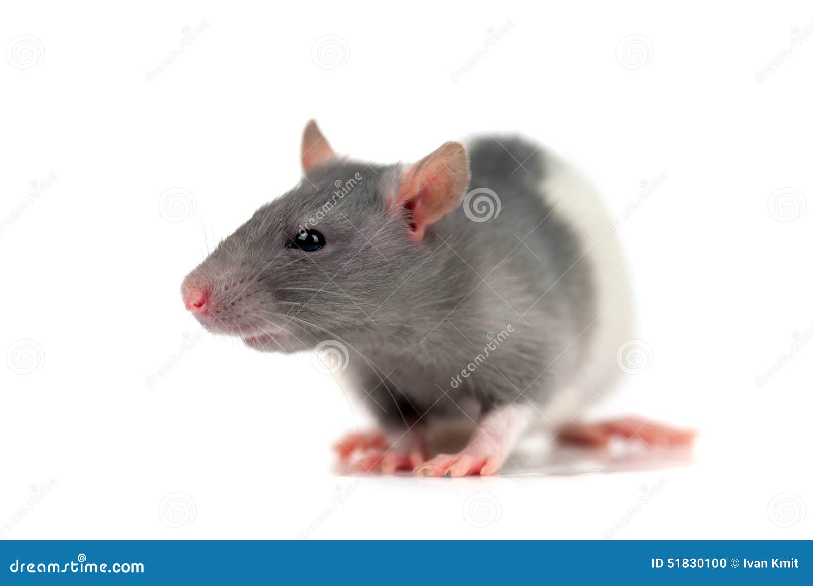Rat stock photo. Image of animal, fluffy, funny, look - 51830100