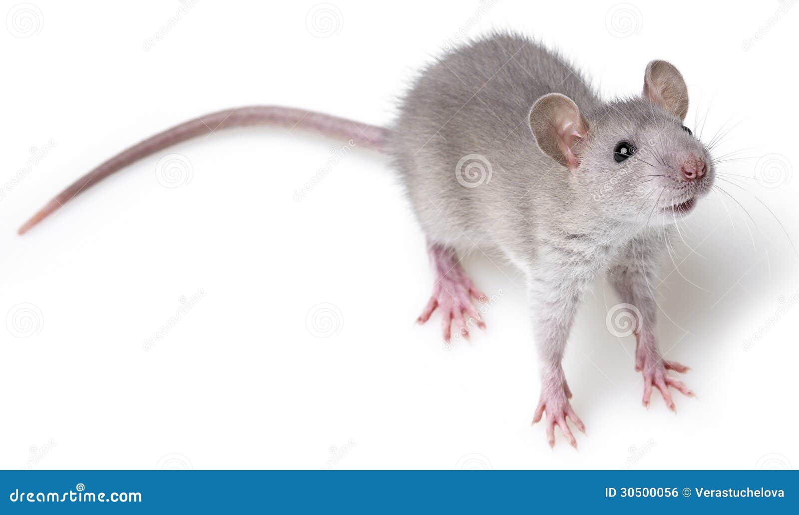 Rat gris photo stock. Image du velu, mignon, pollution - 30500056