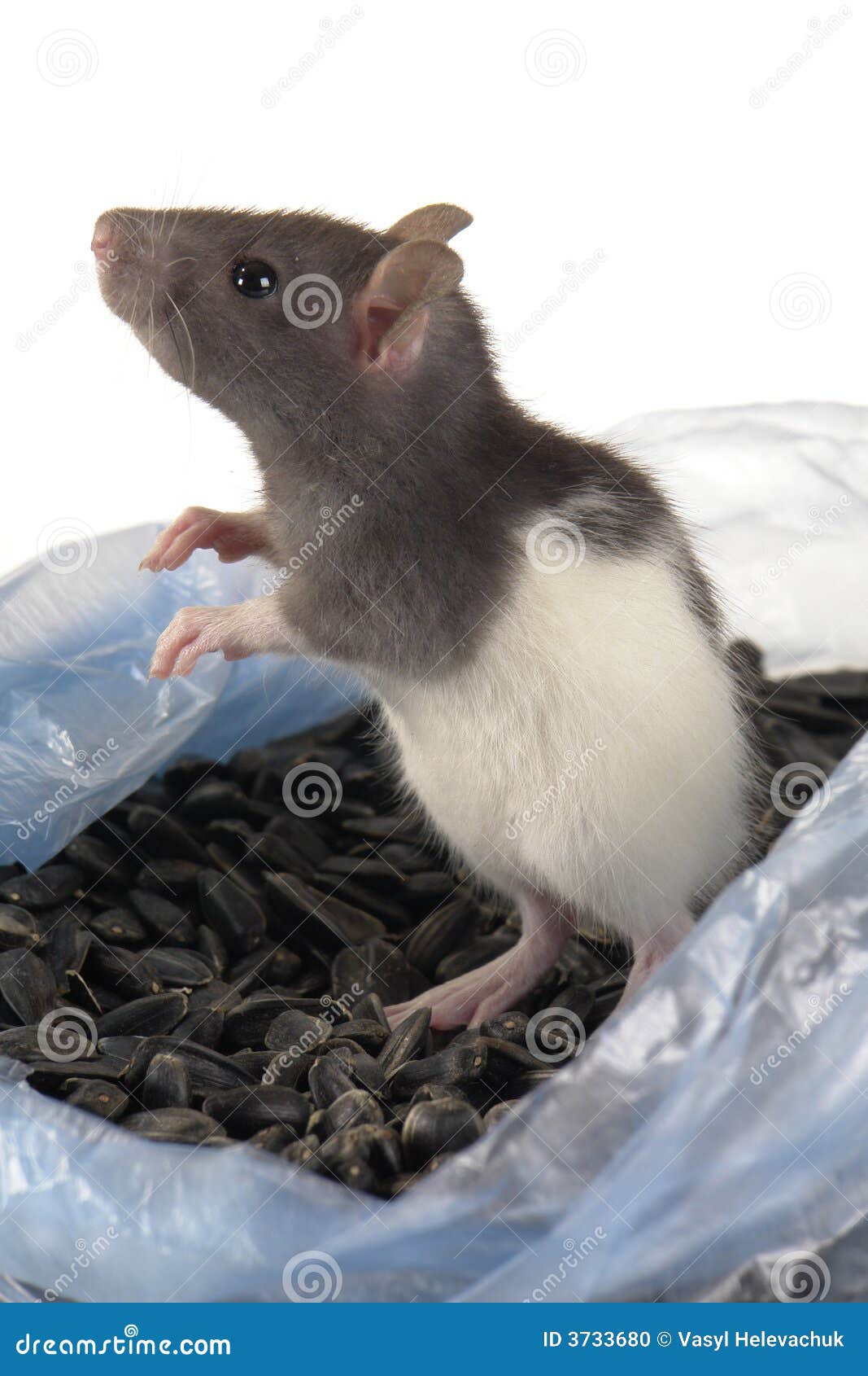 Rat gris photo stock. Image du affamé, drôle, parasite - 3733680