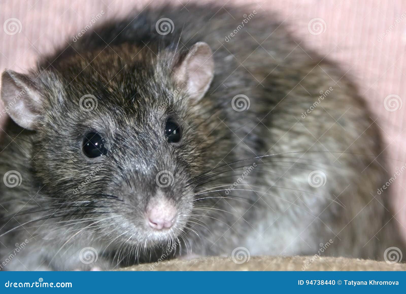 Rat gris fait maison photo stock. Image du animaux, grand - 94738440